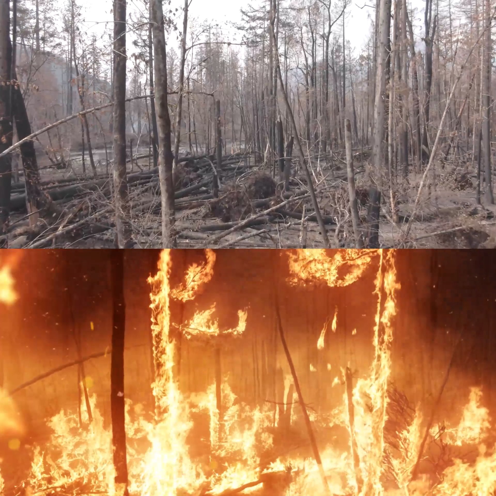 ActionVFX Reviews 2025: Details, Pricing, & Features | G2